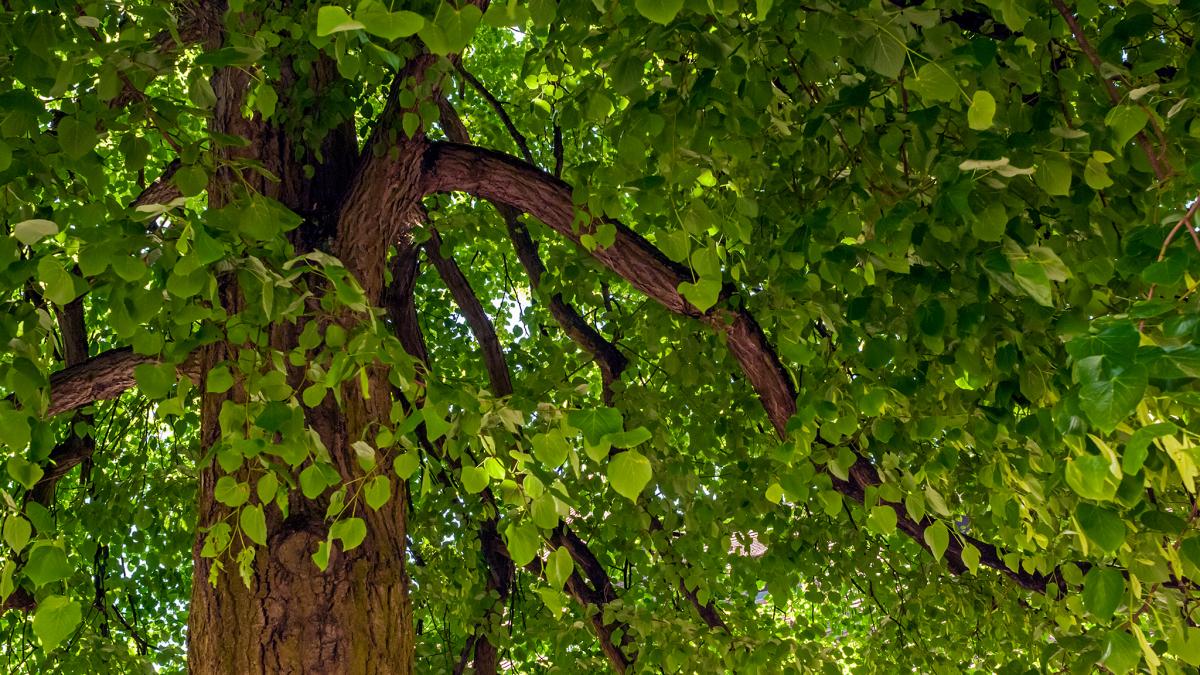 Die Namen Von Wald Blätter