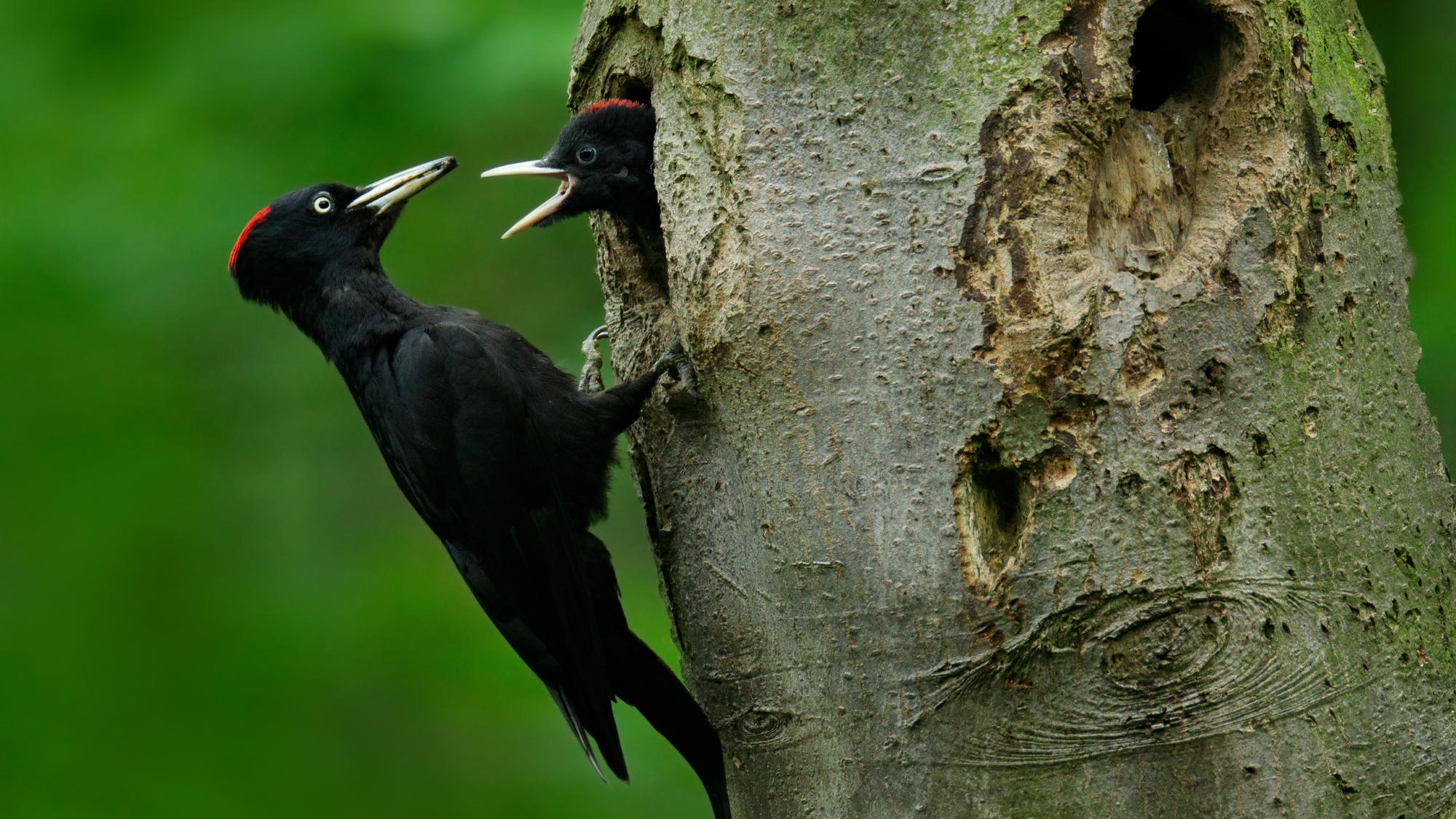 Der Specht - Tierisch hilfreich im Wald! - Waldhilfe.de