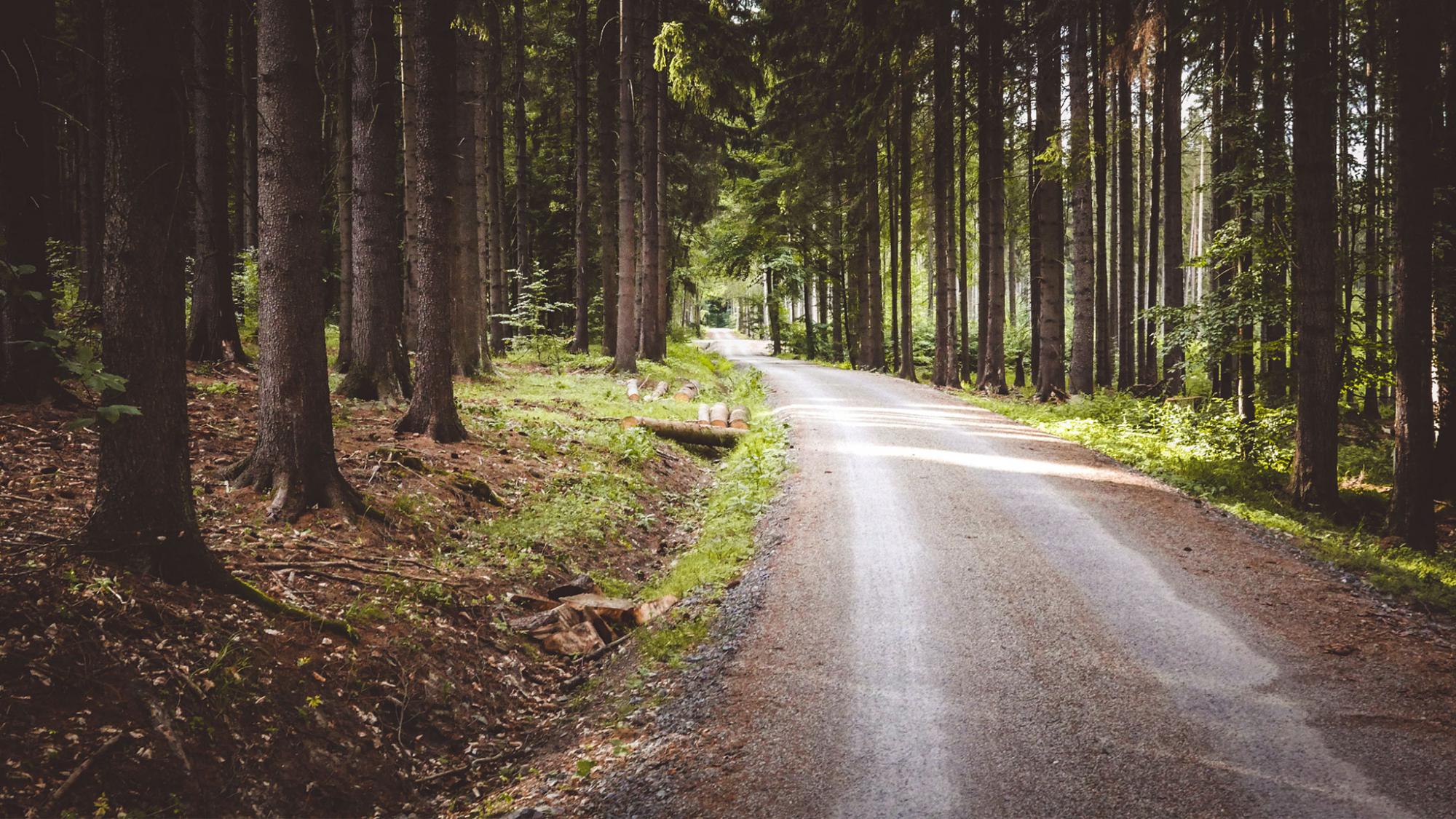 Walderschließung: Der Wald und seine Wege - Waldhilfe
